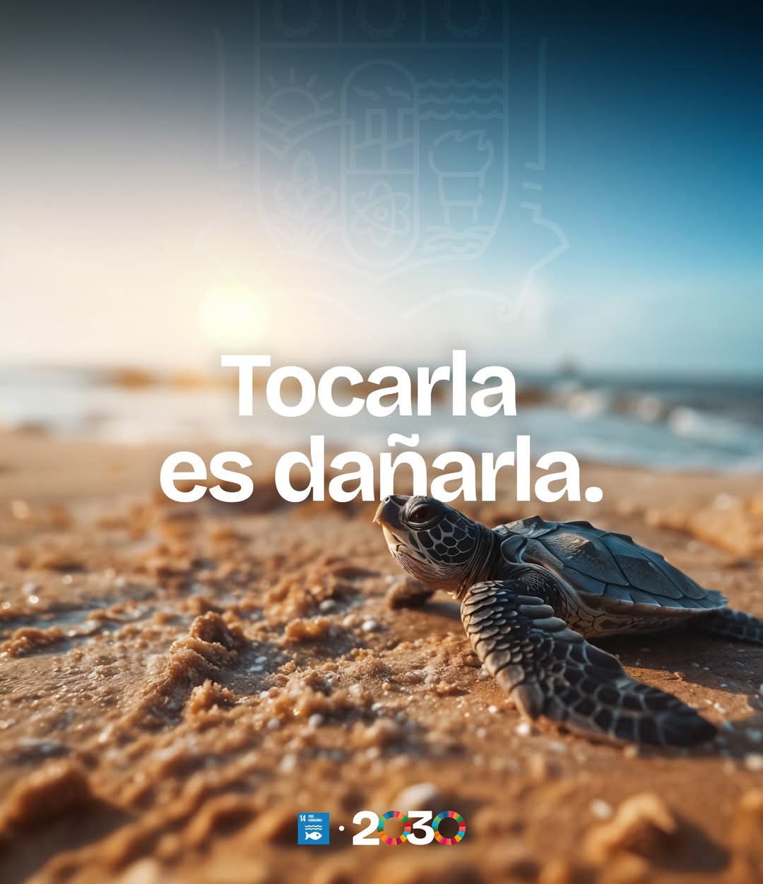 exhortó a respetar y proteger a las tortugas marinas